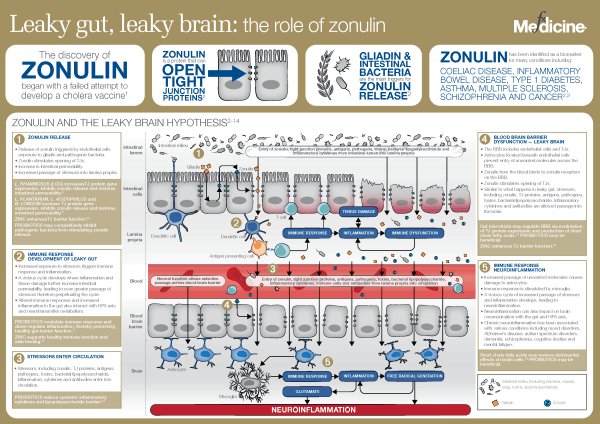 Leaky_gut_Leaky_brain_INFOGRAPHIC – The Hot Mess Studio